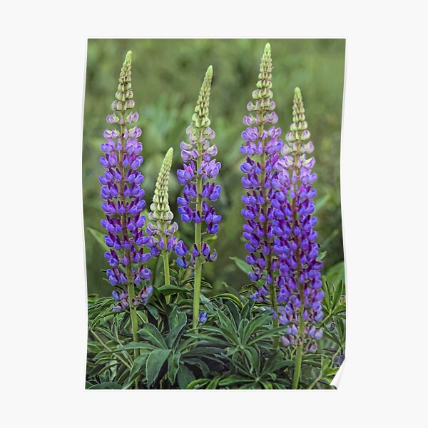 "Sundial - Wild Maine Lupine" Poster by rural-guy | Redbubble