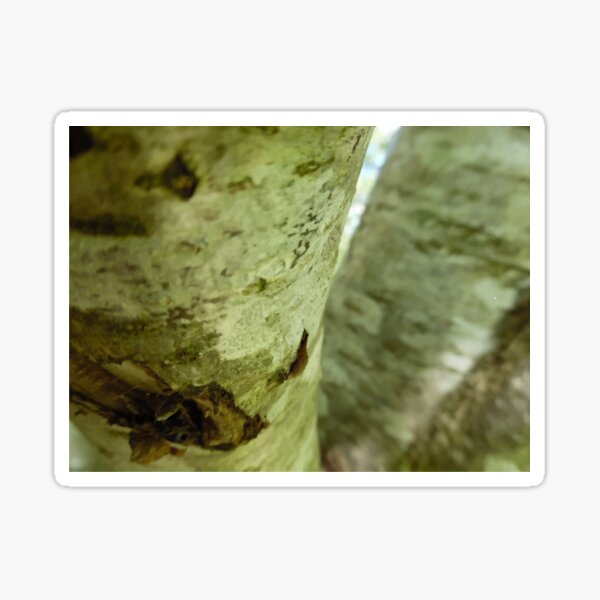 "Scottish Photography Series (Vectorized) - Woodland Tree Bark" Sticker ...