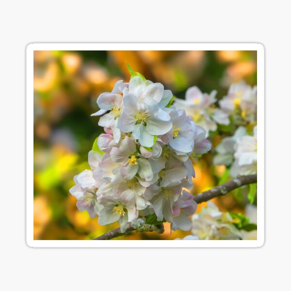 "Blossom " Sticker by NAS1964 | Redbubble