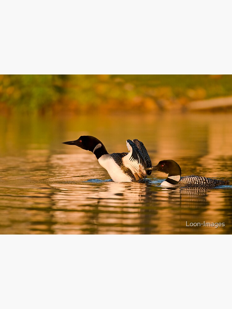 "Common Loons" Sticker for Sale by Loon-Images | Redbubble