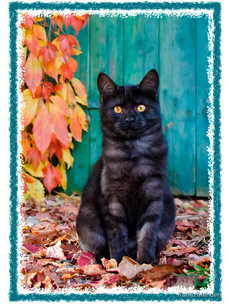 Chatons Noirs Aux Yeux Rouges