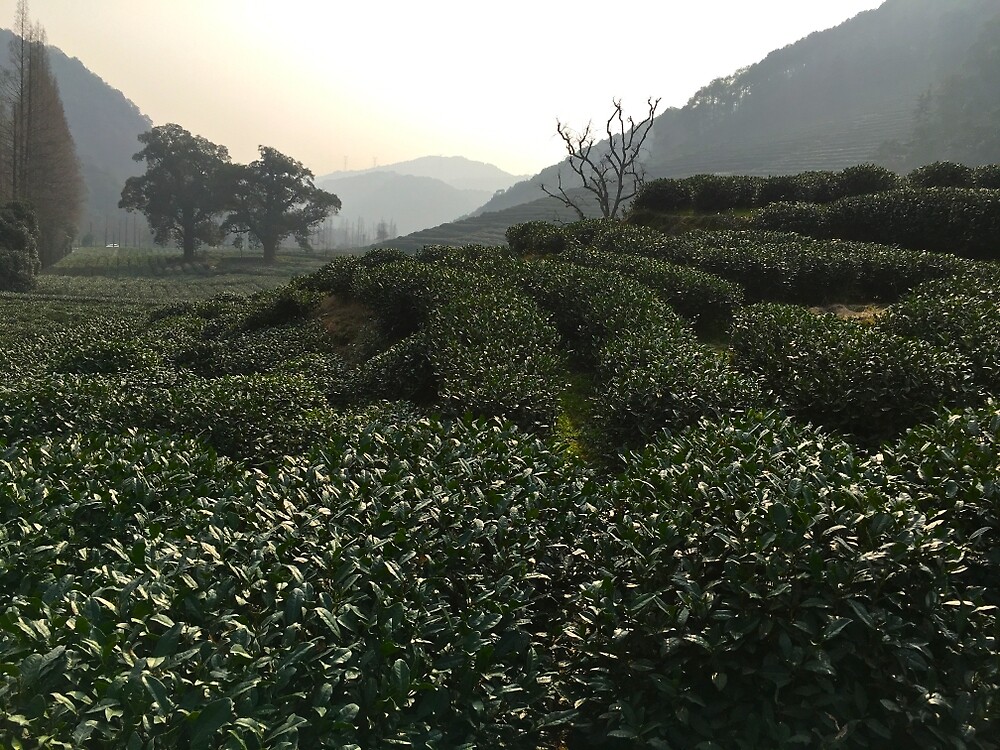 "Longjing Tea Fields, Hangzhou, China" by Simone Maynard | Redbubble