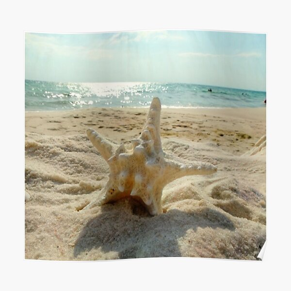 "White Sun Bleached Starfish in the Sand Sea Shell on the Beach with ...