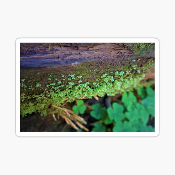 "Soft Leaves on the Oregon Coast" Sticker for Sale by caitriderphoto ...