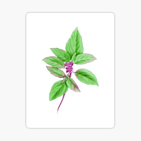 "Watercolor Illustration of Fresh Basil" Sticker for Sale by iswenyi ...