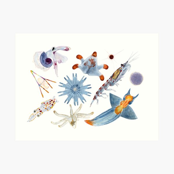 "PLANKTON-zooplankton" Art Print by bananaflamingo | Redbubble