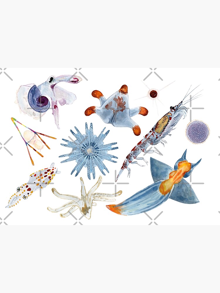 Marine Zooplankton Drawing