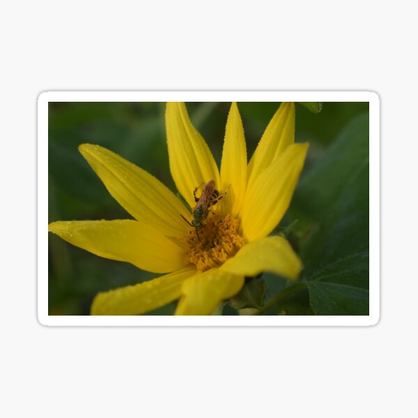 "Pollinator on Flower" Sticker for Sale by PlantyThings | Redbubble