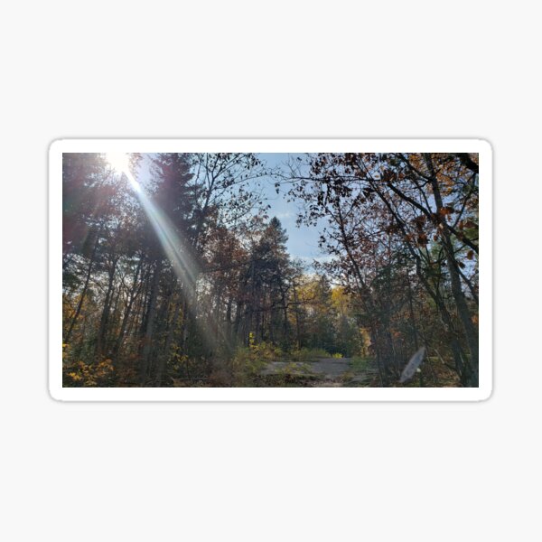 "Forest Light" Sticker for Sale by Noah-makes-art | Redbubble