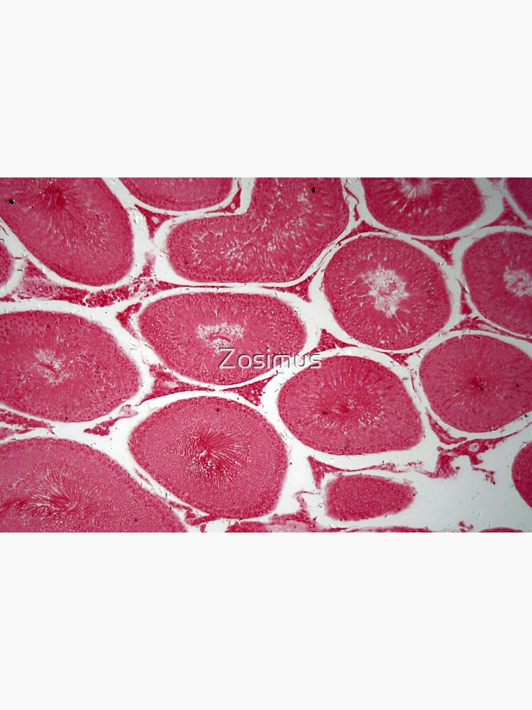 "Microscope photo of a section through cells of rabbit testicles ...
