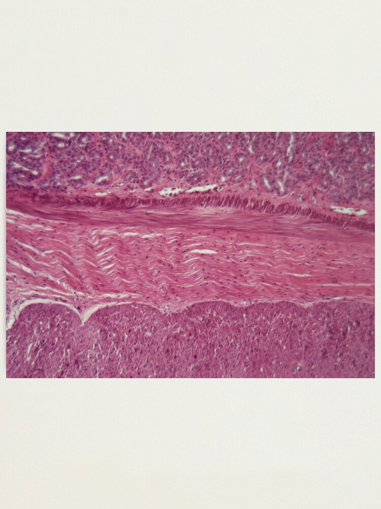 Lámina fotográfica «Foto de microscopio de células de músculo liso de ...