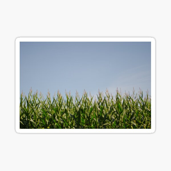"Corn Field" Sticker for Sale by emmelined | Redbubble