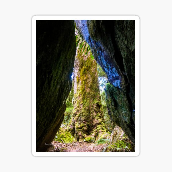 "Arctic beech tree from a cave" Sticker for Sale by AmberLHall | Redbubble
