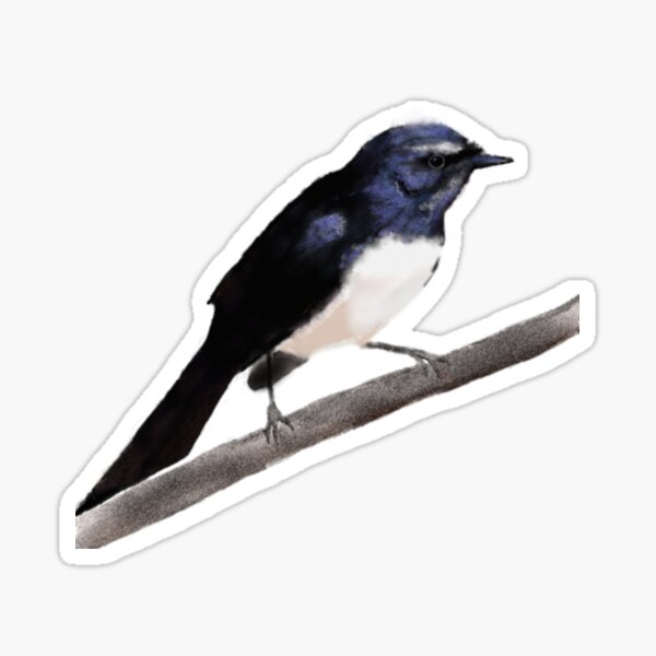 Willy Wagtail Stickers | Redbubble