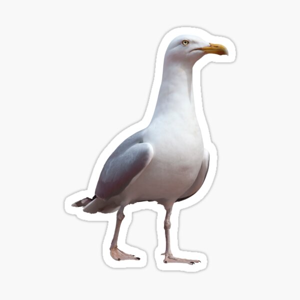 "Seagull" Sticker for Sale by shavenmonkeys | Redbubble