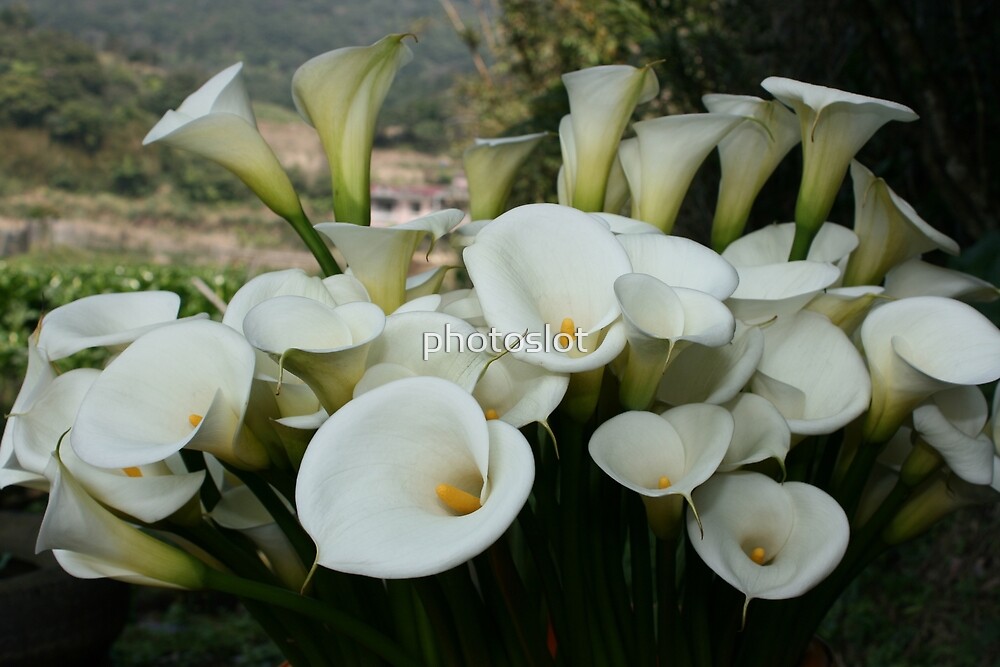 "Calla Lilies growing at Lily Plantation, Taiwan " by photoslot | Redbubble