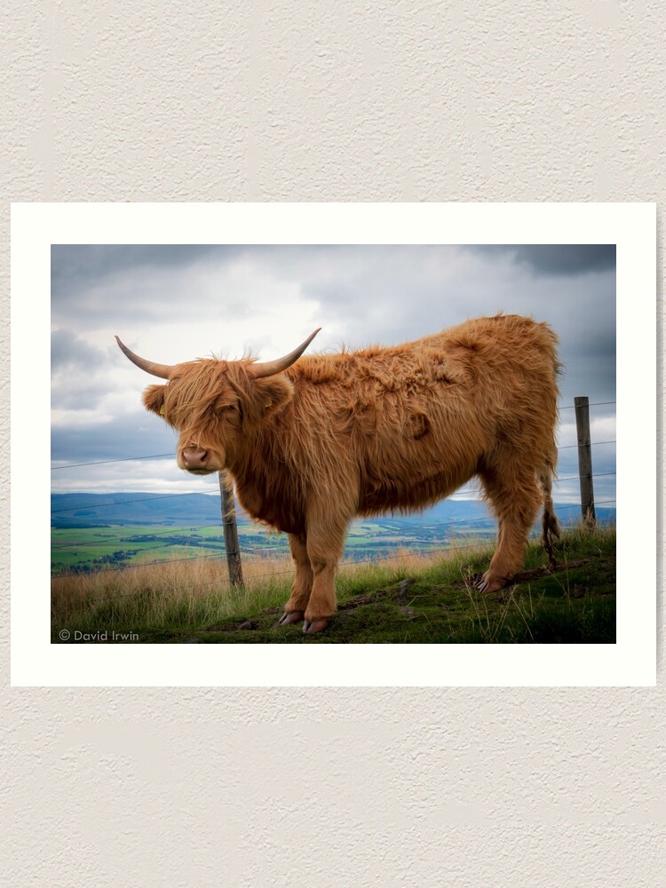 "Highland Coo" Art Print for Sale by Arkaig | Redbubble