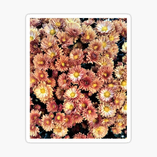 "yellow mums" Sticker for Sale by Zarabeaver | Redbubble