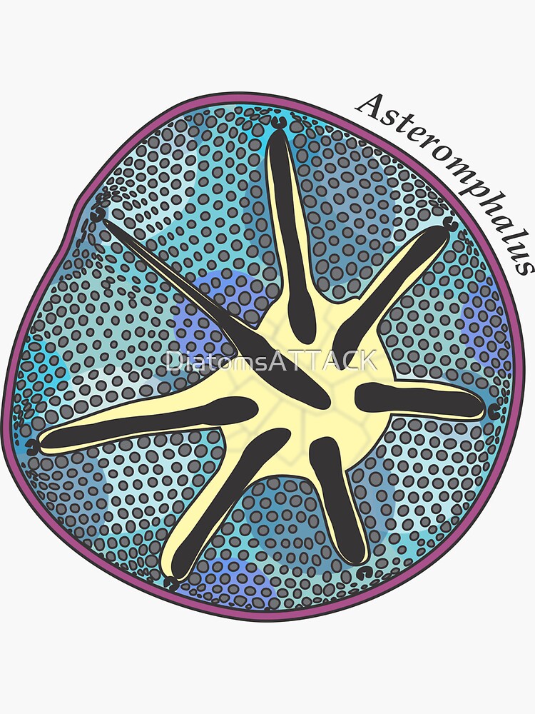 "Diatom - Asteromphalus (scientific, color)" Sticker by DiatomsATTACK ...