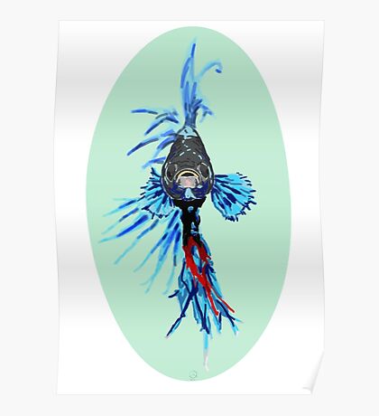 Betta Fish: Posters | Redbubble