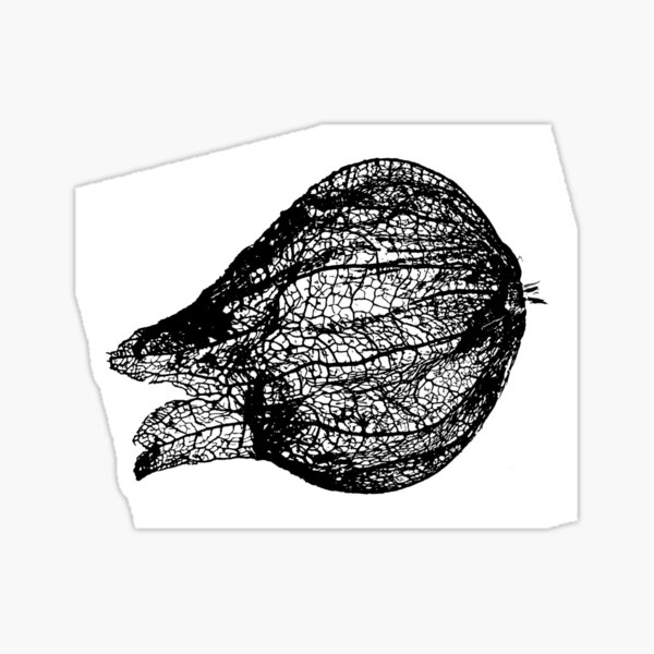 "Physalis Tomatillo Husk Lattice" Sticker by NatureTourist | Redbubble