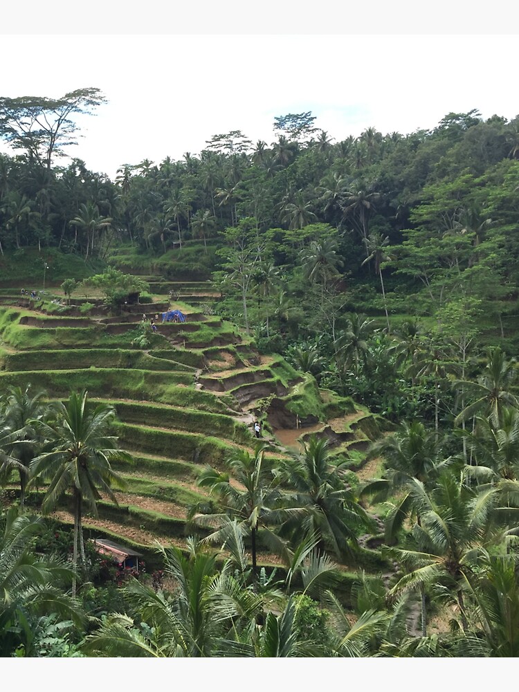 "Bali Rice Terrace " Sticker for Sale by HolidayTees | Redbubble