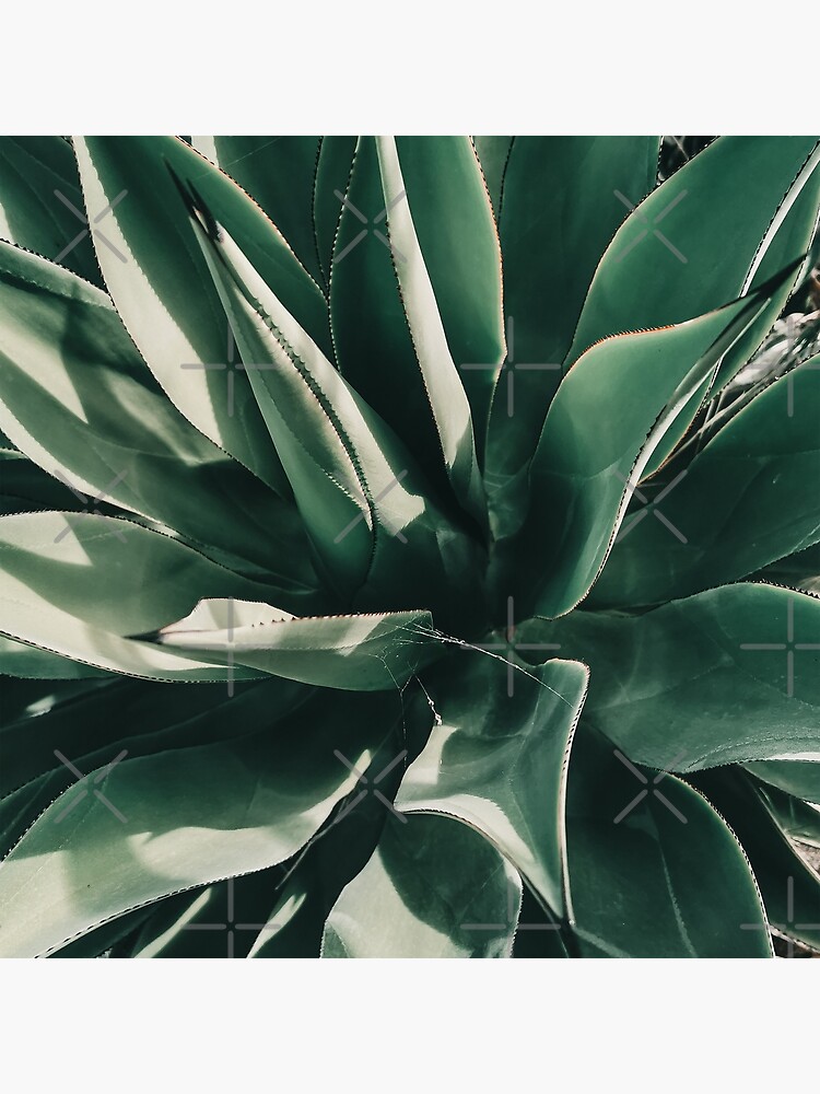"Light Green Tropical Summer Agave Plant" Poster for Sale by Verthora ...