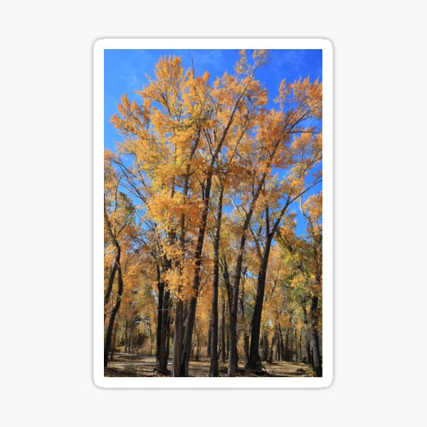 "Aspen forest" Sticker for Sale by zumi | Redbubble