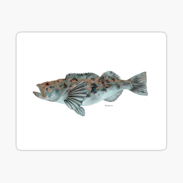 Lingcod Gifts & Merchandise | Redbubble