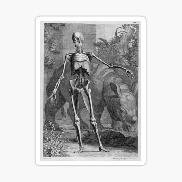 "Albrecht Durer Skeleton " Sticker for Sale by CentralShake | Redbubble