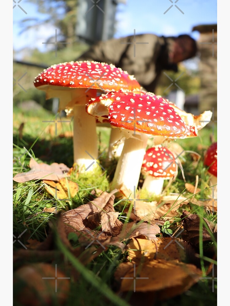 "Fairy Toadstools by Kathrina Shine / Photography" Art Print for Sale ...