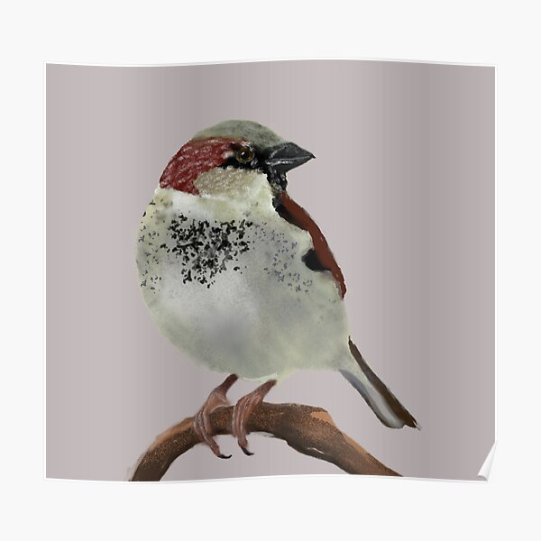 "Spatz Hand gezeichnet und digital gemalt" Poster von Junebug66 | Redbubble