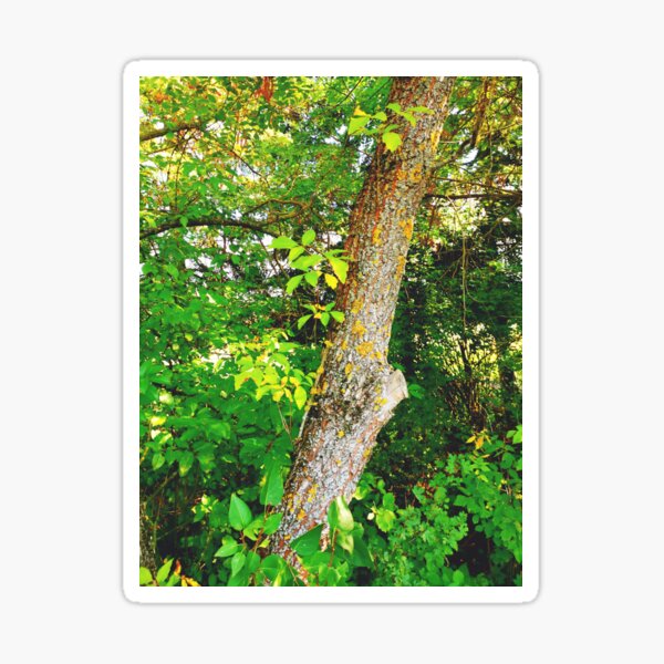 "Tree with moss" Sticker by OMdesigns93 | Redbubble