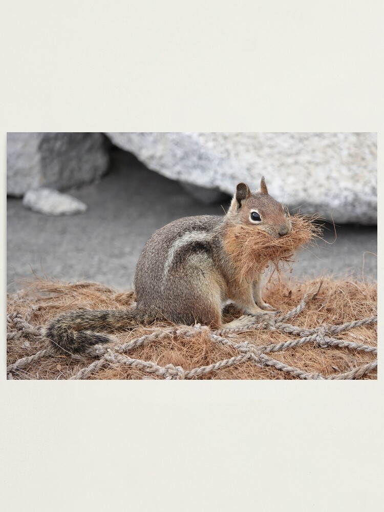 Ardilla De Tierra De Manto Dorado En Cascada