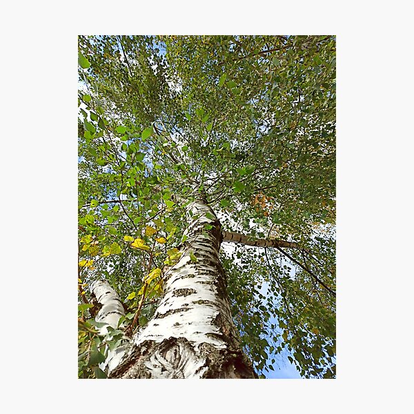 Lámina fotográfica «Birch Tree, subiendo la fotografía del árbol» de EllianhPi | Redbubble