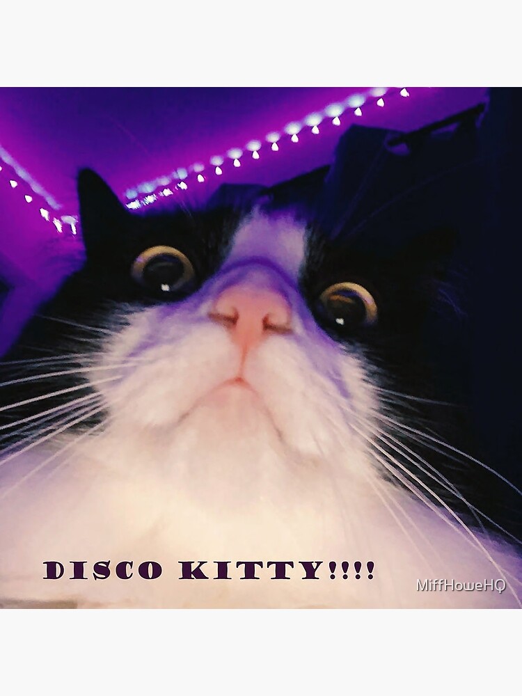 "Disco Kitty" Poster by MiffHoweHQ | Redbubble