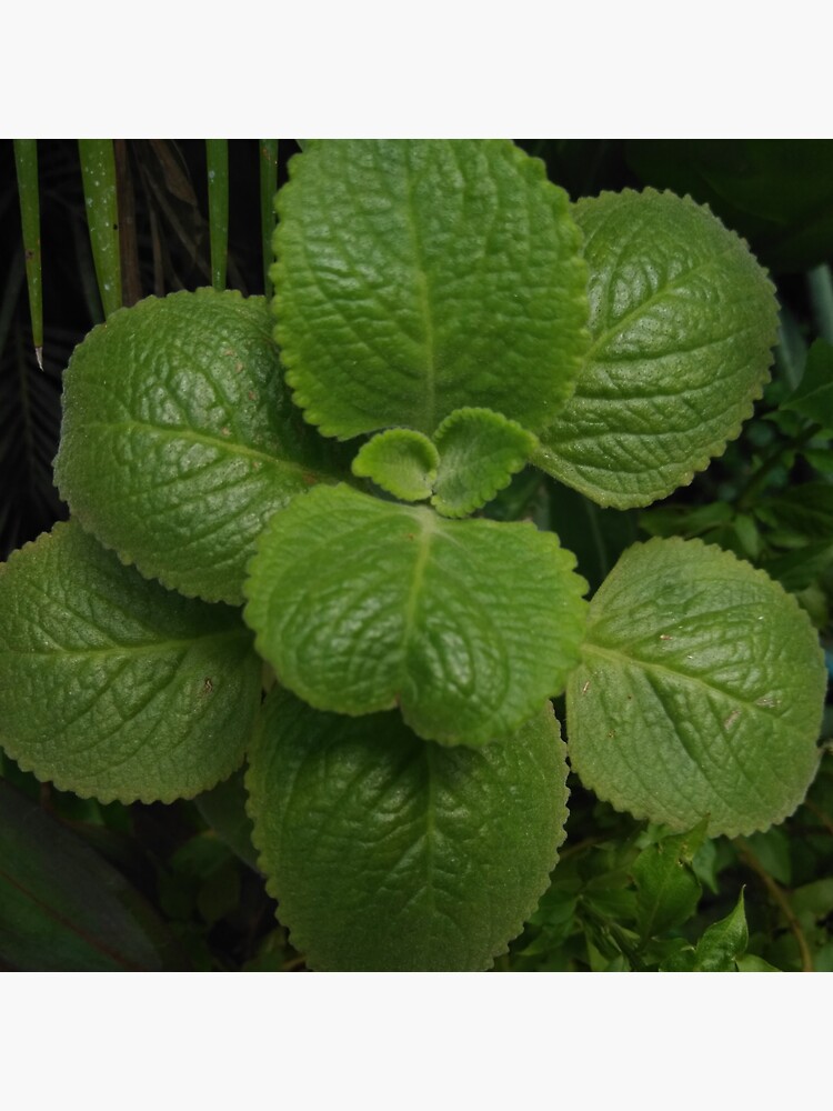 "oregano plant" Sticker for Sale by antonioma | Redbubble