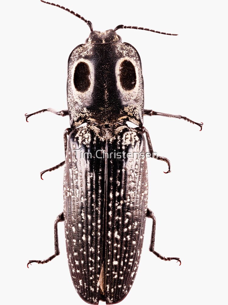 "Eastern Eyed Click Beetle" Sticker for Sale by TWchristensen | Redbubble