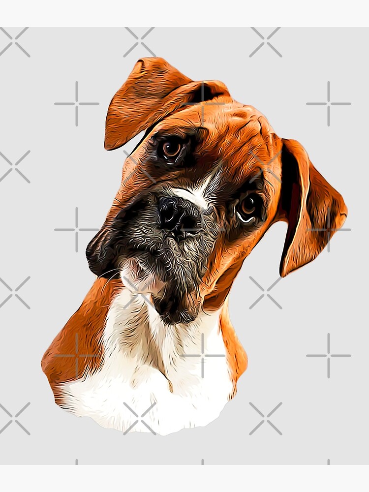 "Boxer A Beautiful Boxer Head Tilt" Poster for Sale by Elarex | Redbubble