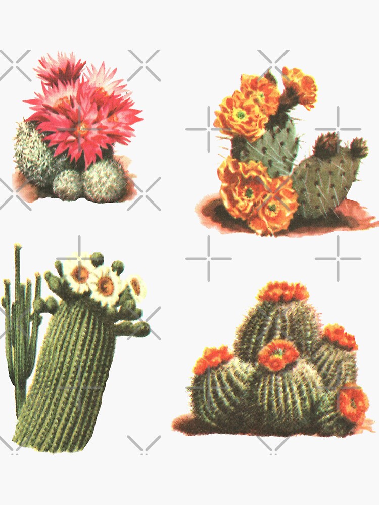 "Blooming Cactus Sticker Pack - Vintage Illustration Sticker Sheet ...