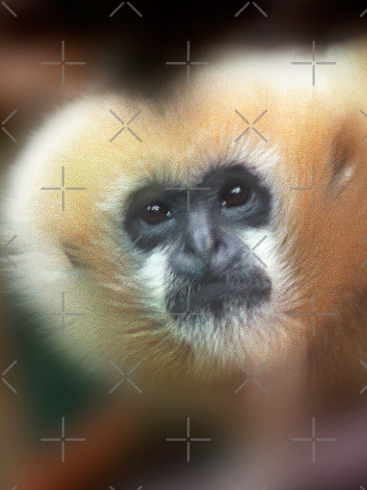 "Gibbon ape staring at camera" Sticker for Sale by dangerouslyclos ...