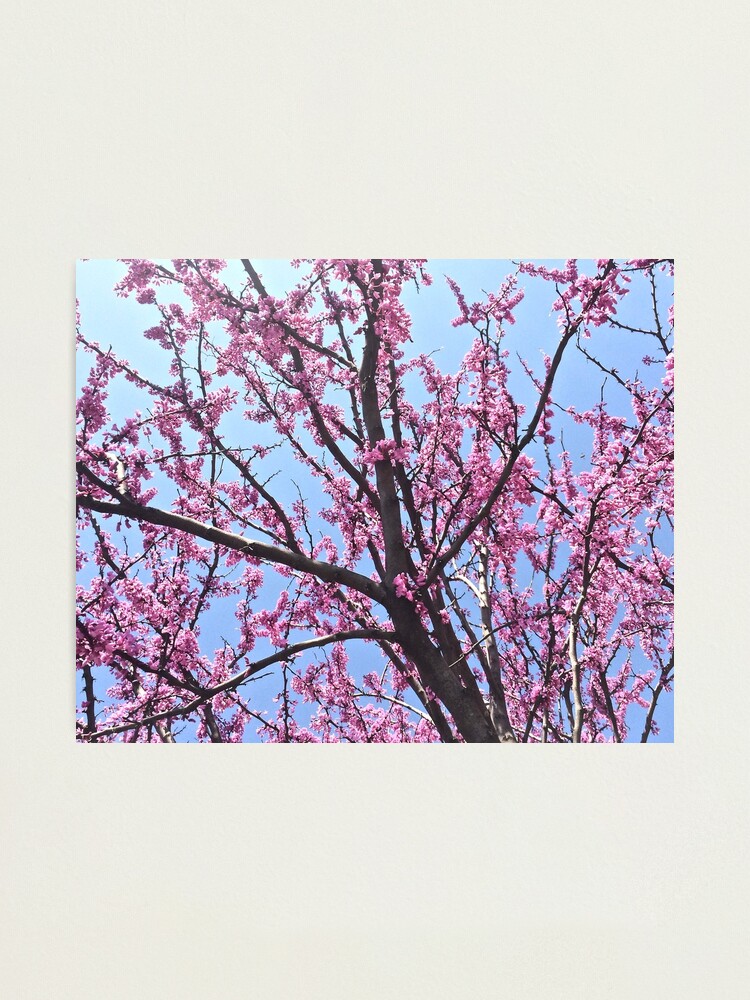 "Redbud Tree Announces Spring" Photographic Print by Larkino33 | Redbubble