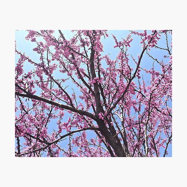 "Redbud Tree Announces Spring" Photographic Print by Larkino33 | Redbubble