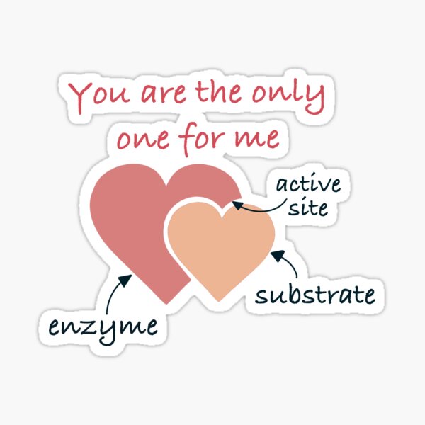 "Enzyme-Substrate Complex" Sticker for Sale by -mint- | Redbubble
