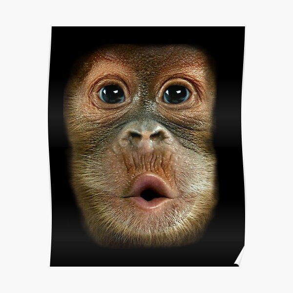 "Funny Chimpanzee face" Poster for Sale by HarshalPardeshi | Redbubble
