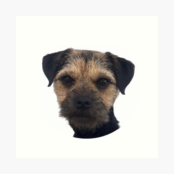 "Cute Border Terrier Face" Art Print for Sale by TheHare11 | Redbubble
