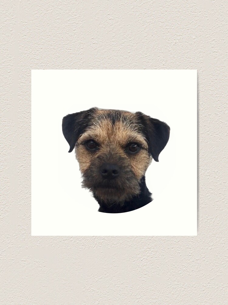 "Cute Border Terrier Face" Art Print for Sale by TheHare11 | Redbubble