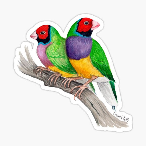 "Gouldian Finches" Sticker by rjdaae | Redbubble