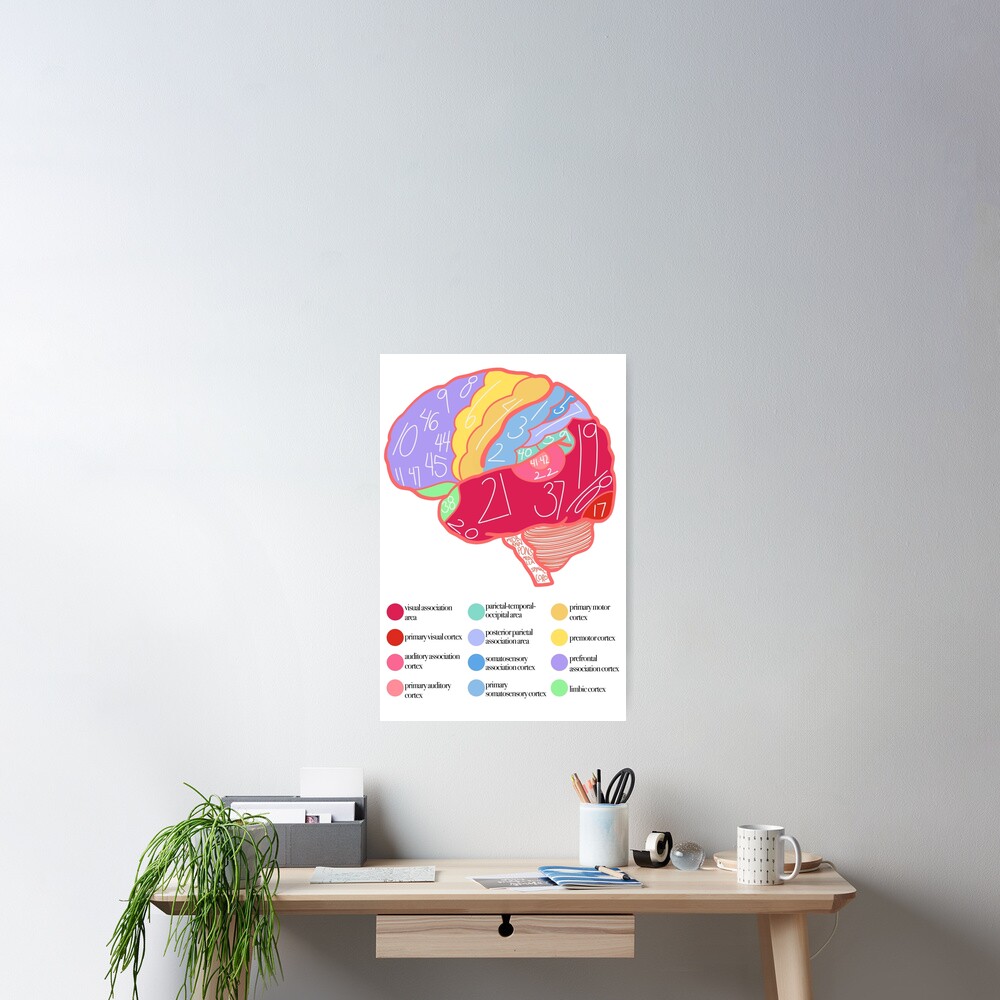 "Brodmann's Area (labelled)" Poster for Sale by tunatoes | Redbubble
