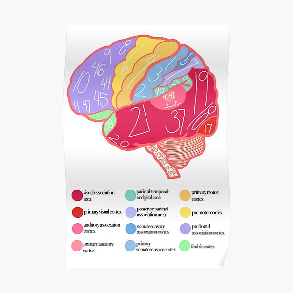 "Brodmann's Area (labelled)" Poster for Sale by tunatoes | Redbubble